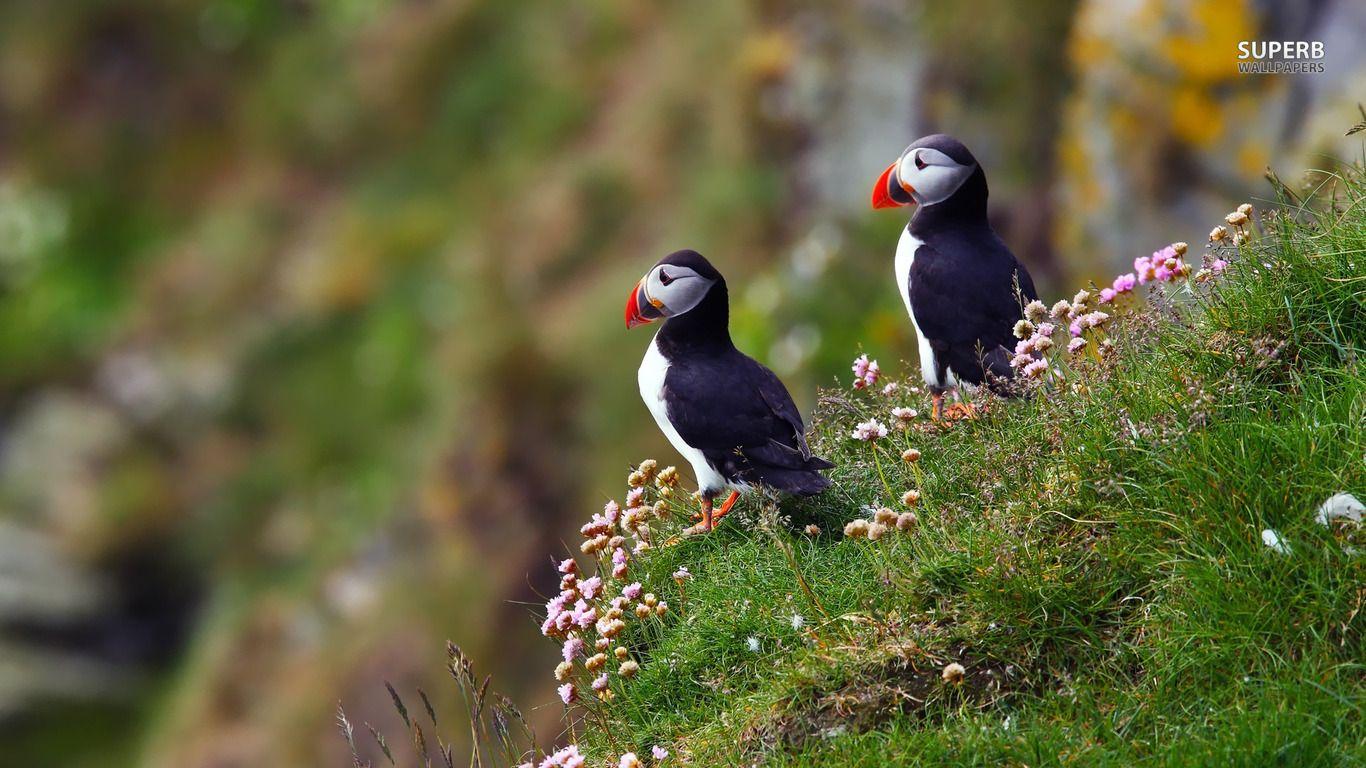 Puffin Wallpapers - Top Free Puffin Backgrounds - WallpaperAccess