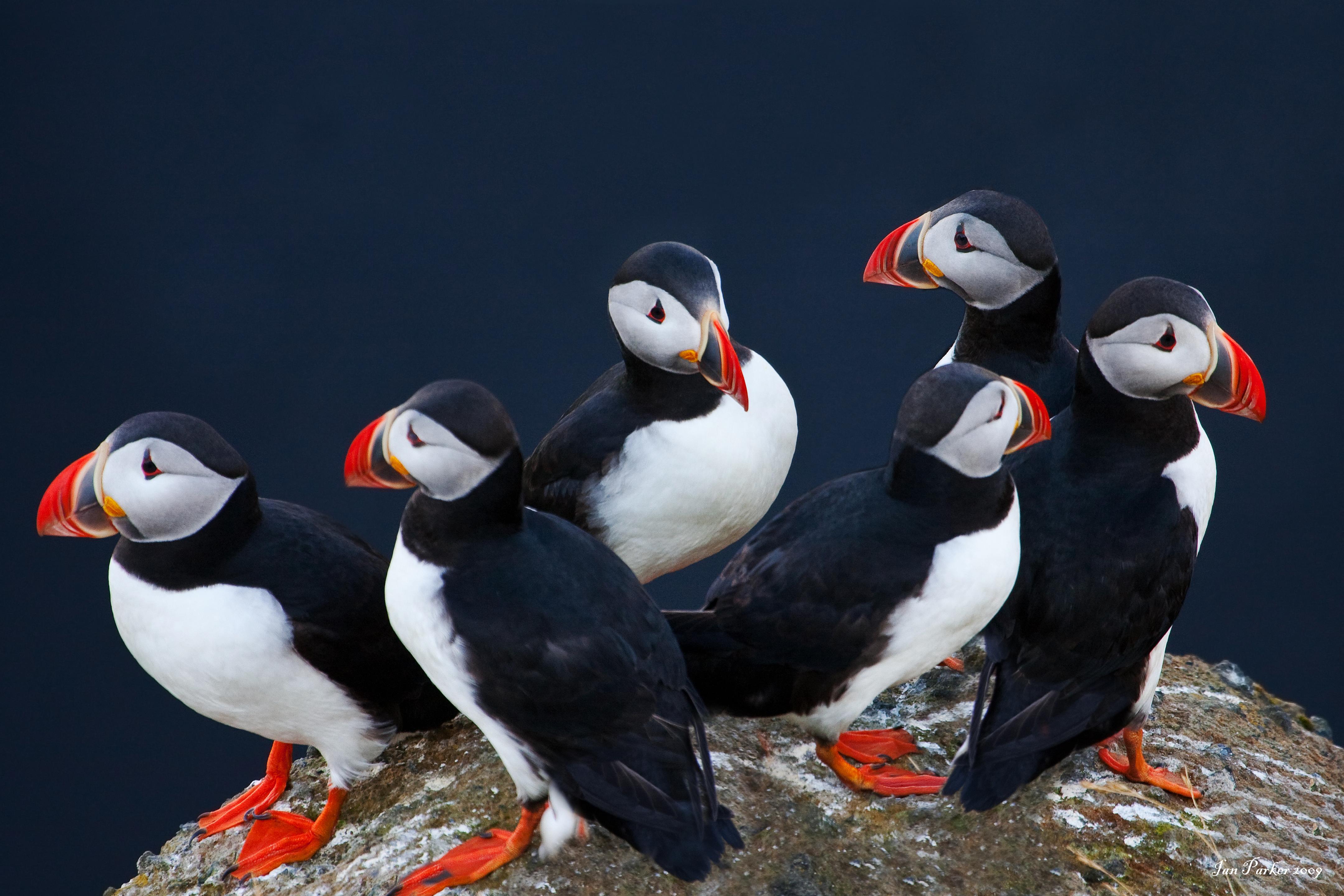 Puffin Wallpapers - Top Free Puffin Backgrounds - WallpaperAccess