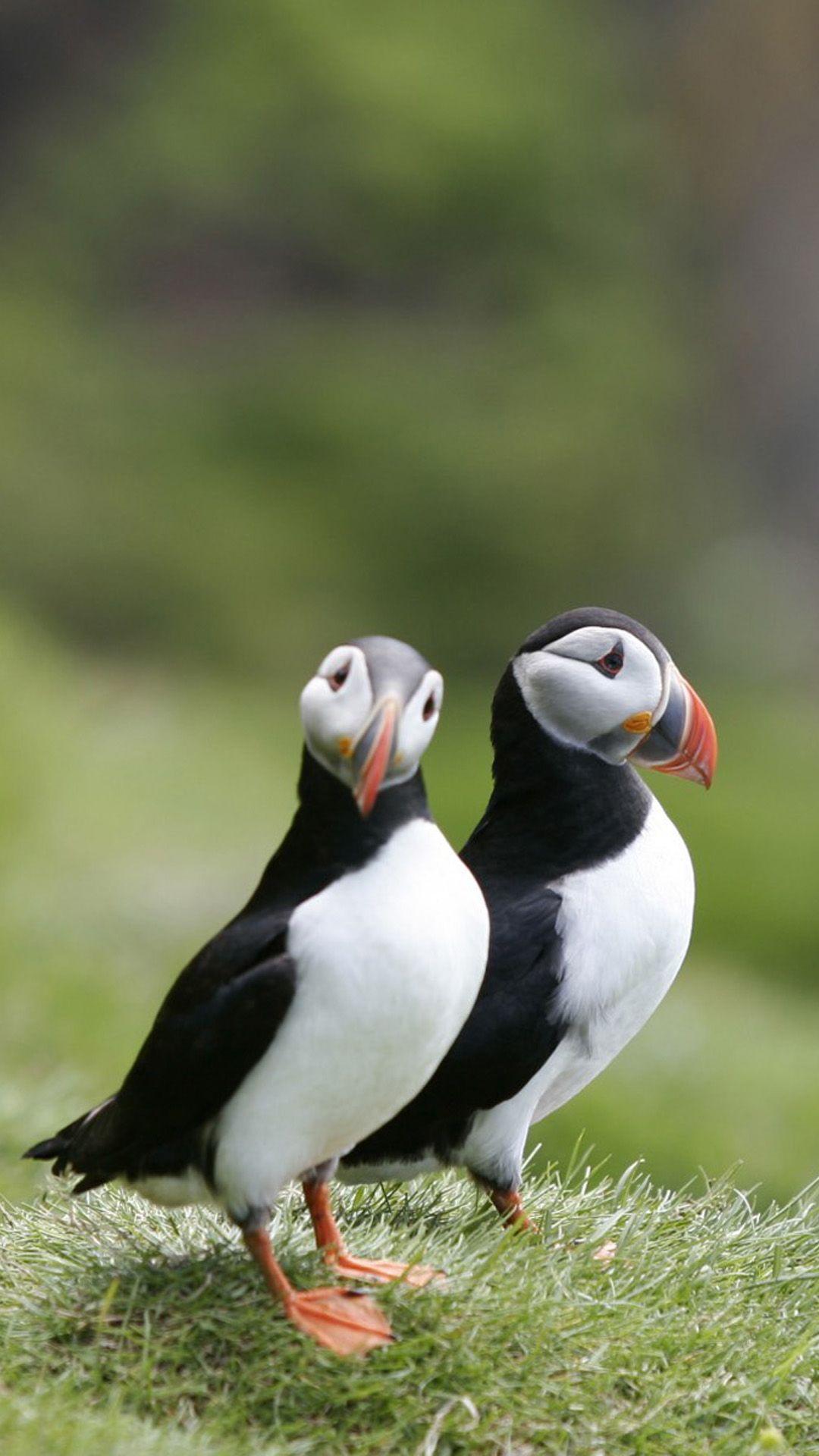 Puffin Wallpapers - Top Free Puffin Backgrounds - WallpaperAccess