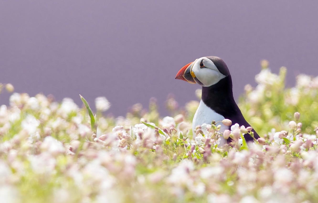 Puffin Wallpapers - Top Free Puffin Backgrounds - WallpaperAccess