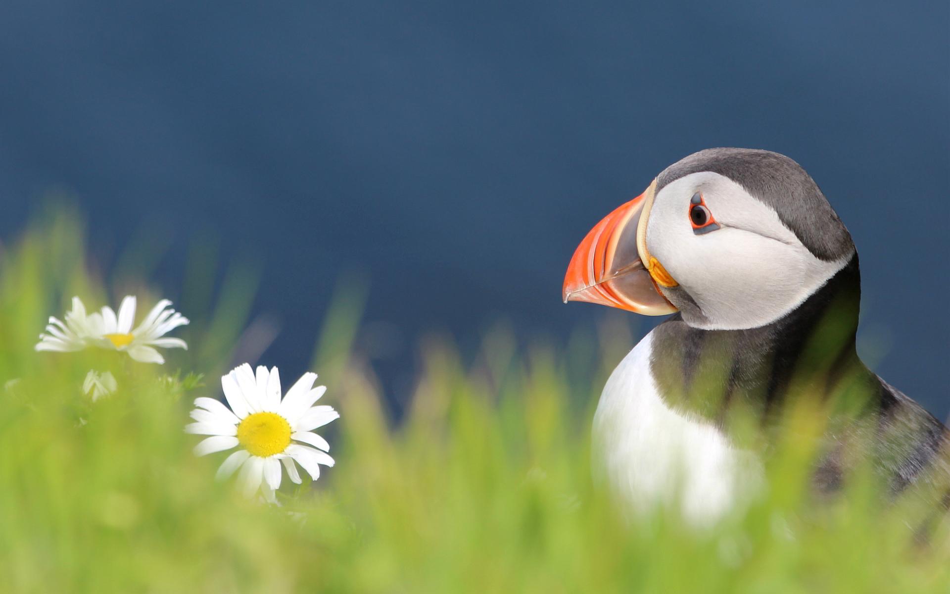 Puffin Wallpapers - Top Free Puffin Backgrounds - WallpaperAccess