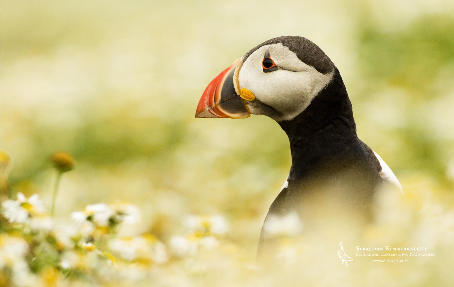 Puffin Wallpapers - Top Free Puffin Backgrounds - WallpaperAccess