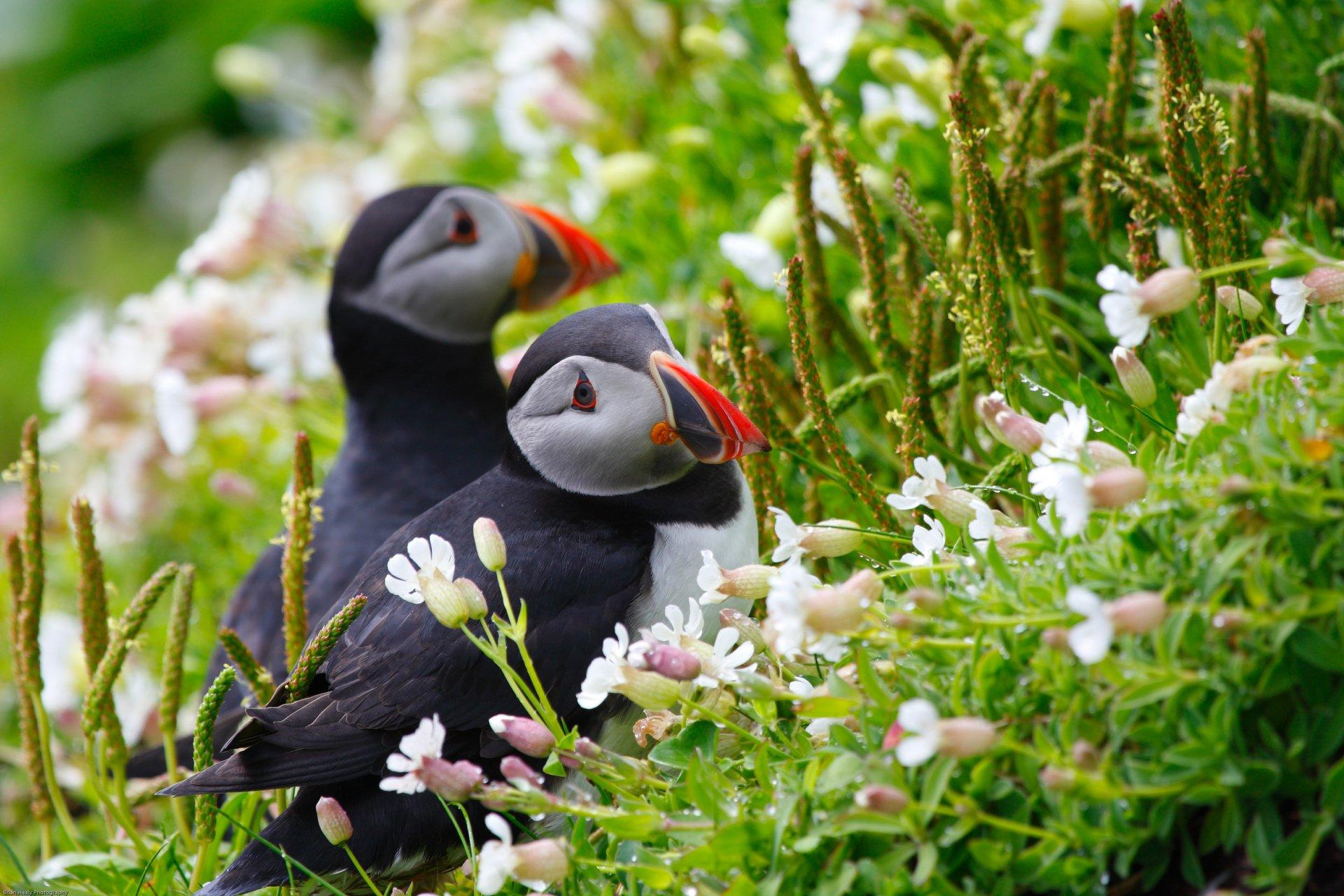 Puffin Wallpapers - Top Free Puffin Backgrounds - WallpaperAccess