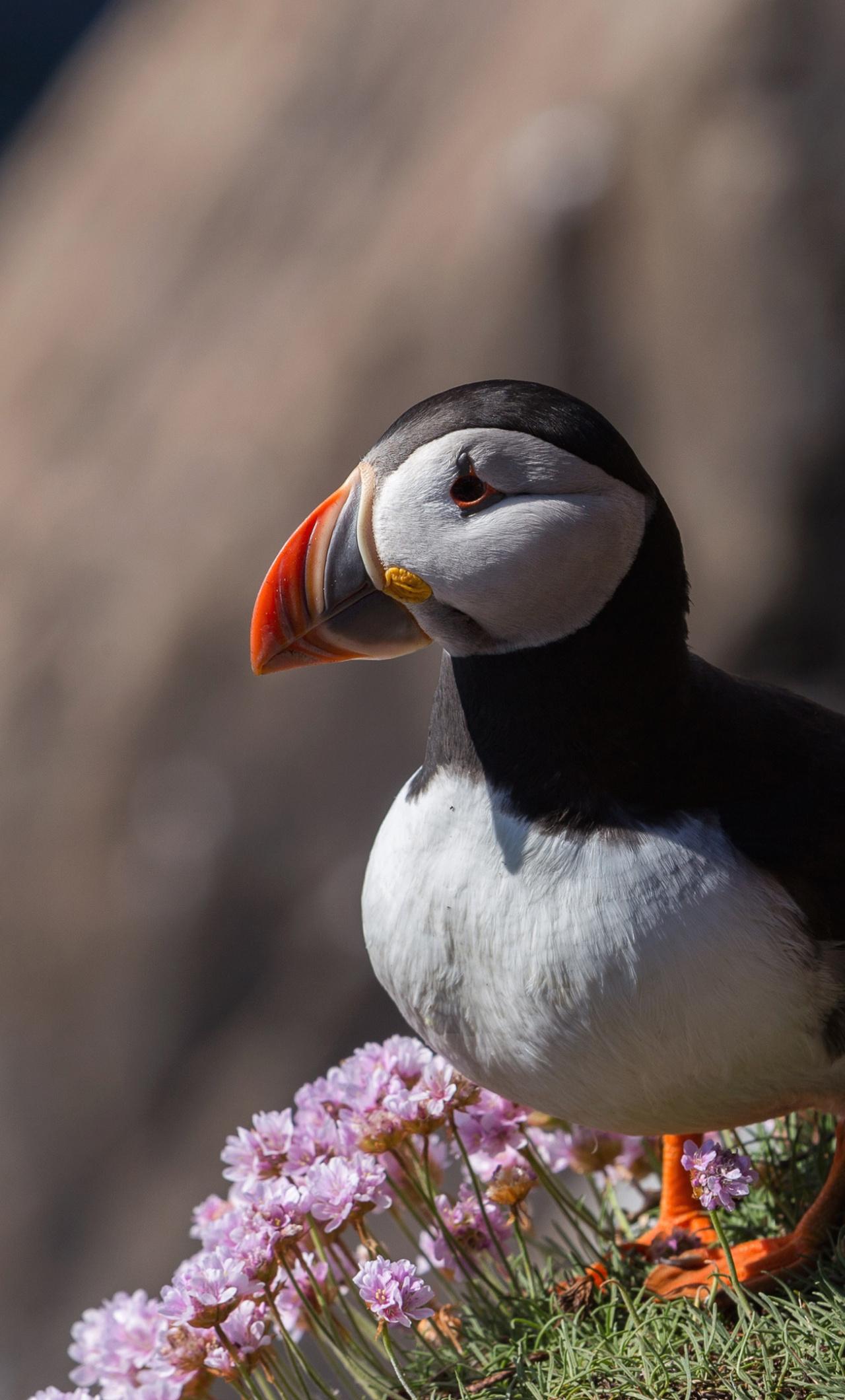 Puffin Wallpapers - Top Free Puffin Backgrounds - WallpaperAccess
