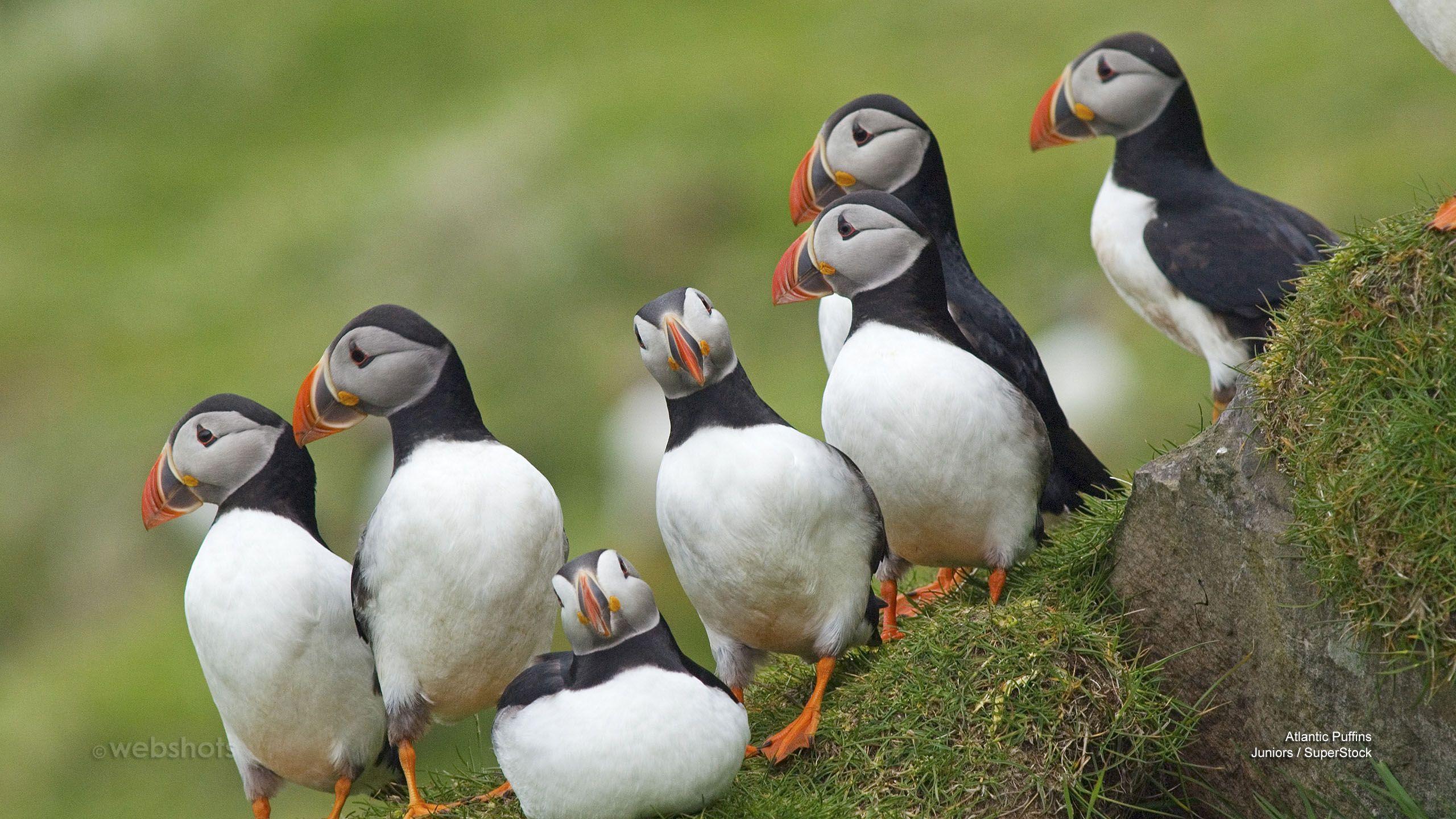 Puffin Wallpapers - Top Free Puffin Backgrounds - WallpaperAccess