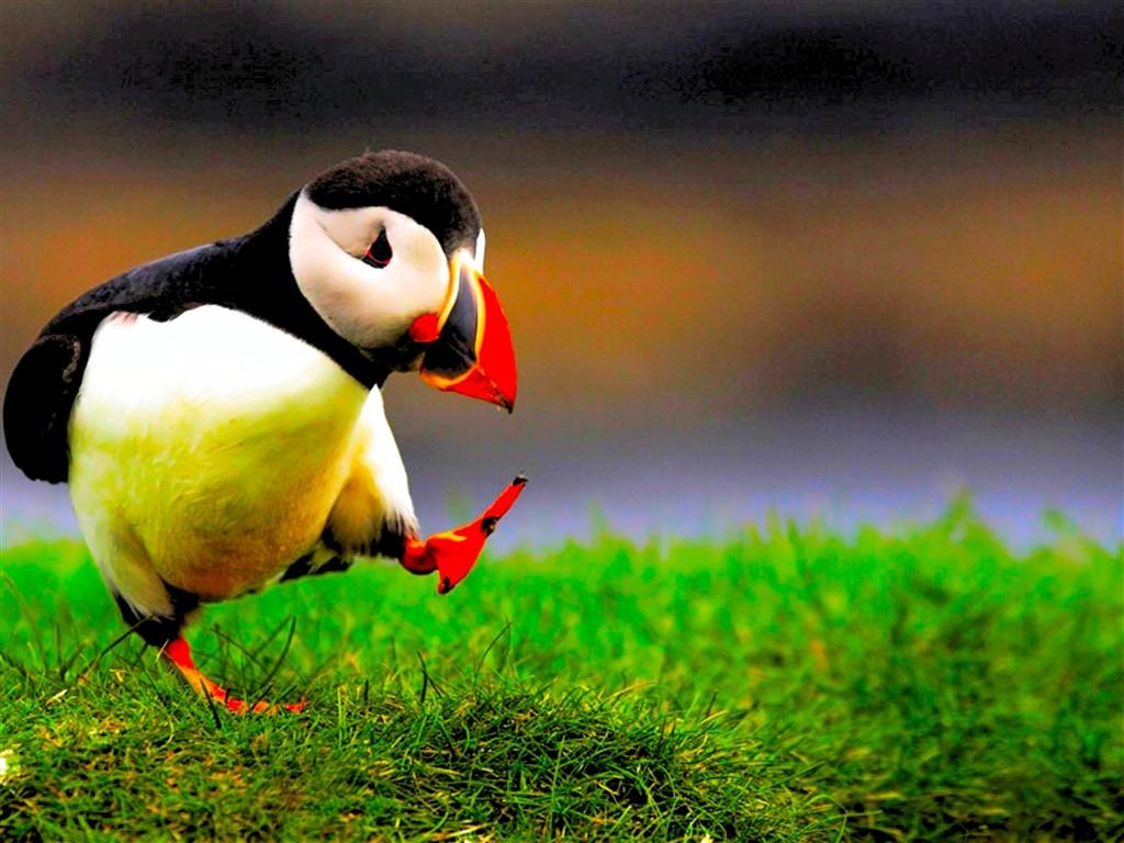 Puffin Wallpapers - Top Free Puffin Backgrounds - WallpaperAccess