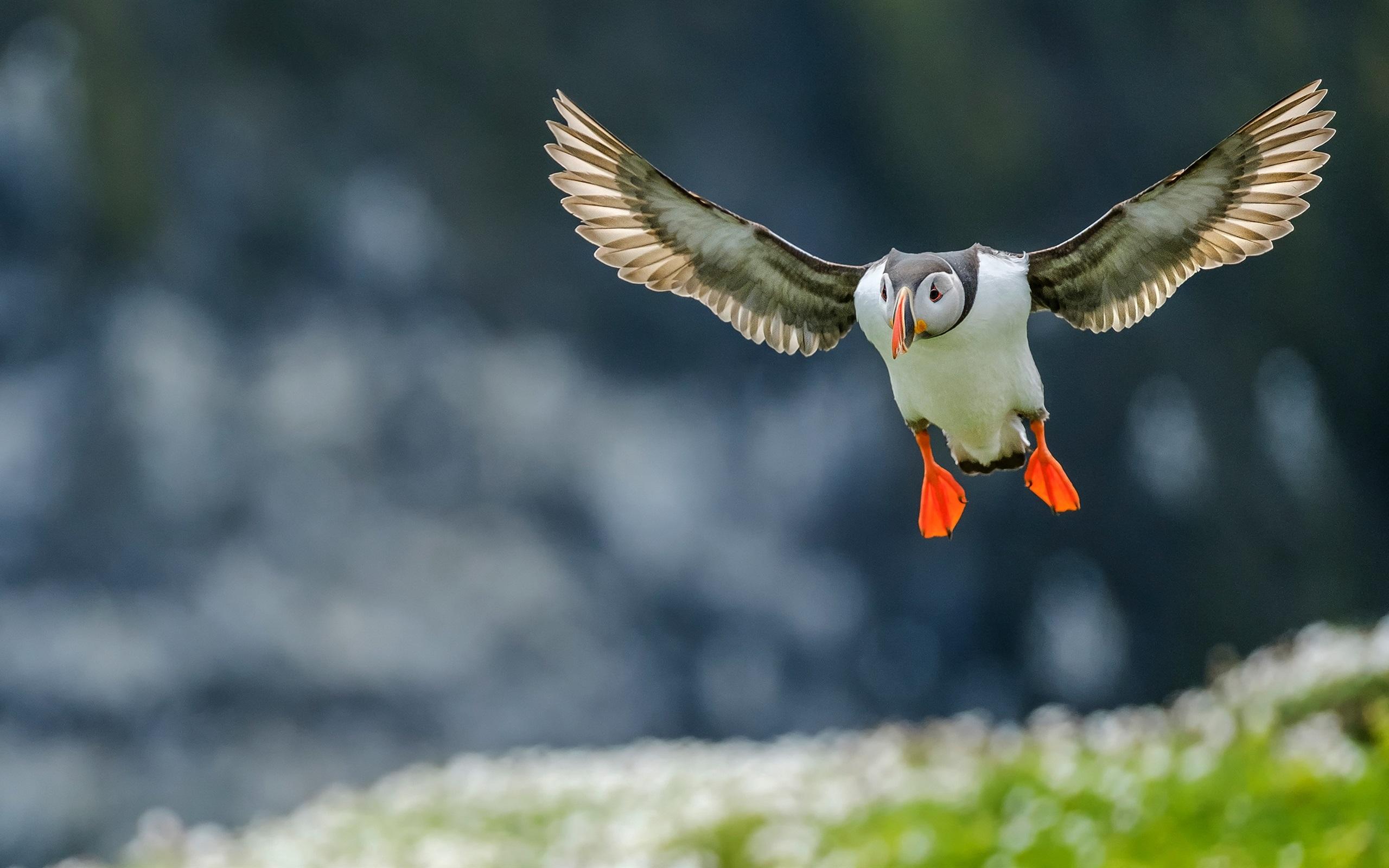 Puffin Wallpapers - Top Free Puffin Backgrounds - WallpaperAccess