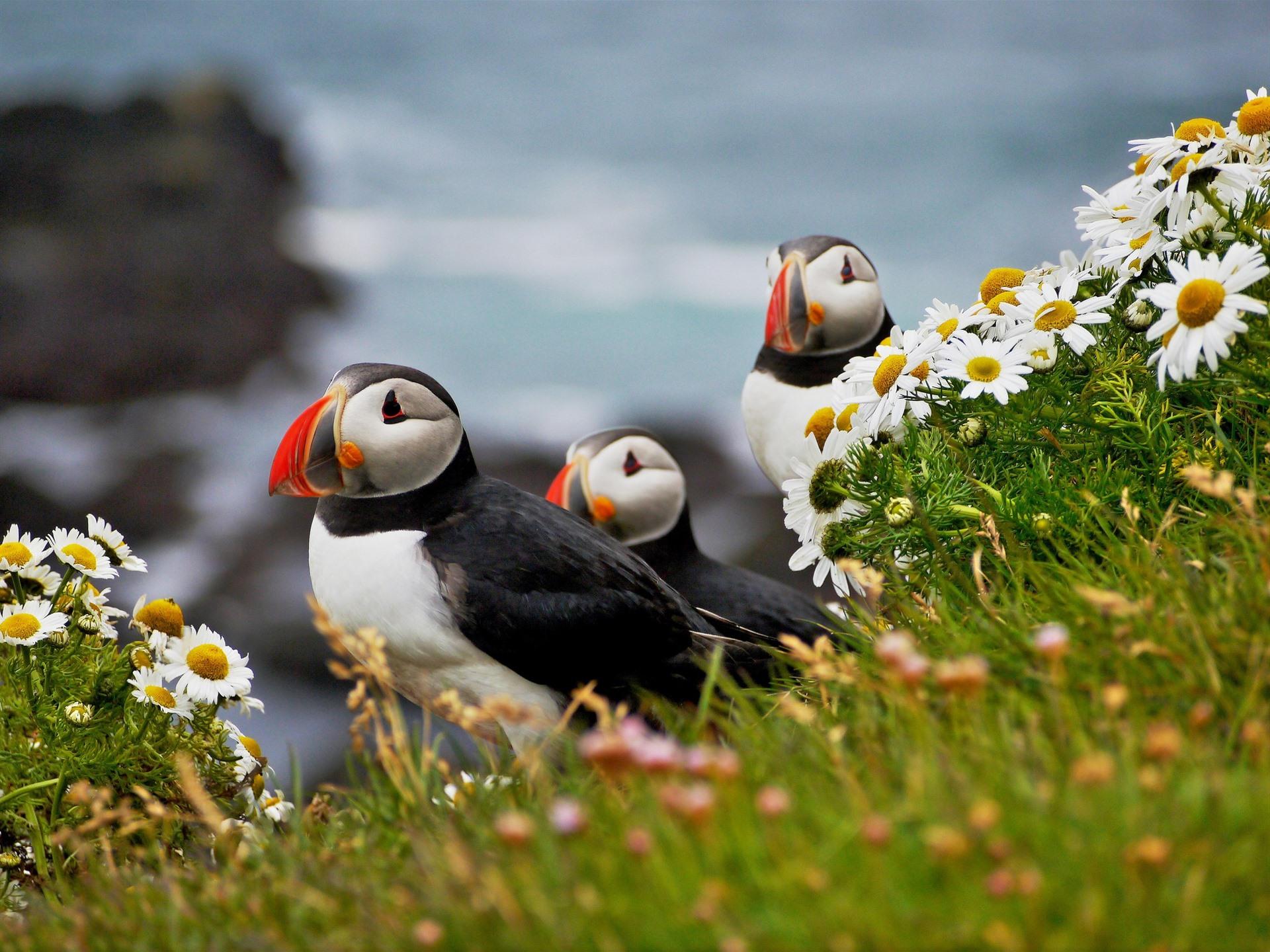 Puffin Wallpapers - Top Free Puffin Backgrounds - WallpaperAccess