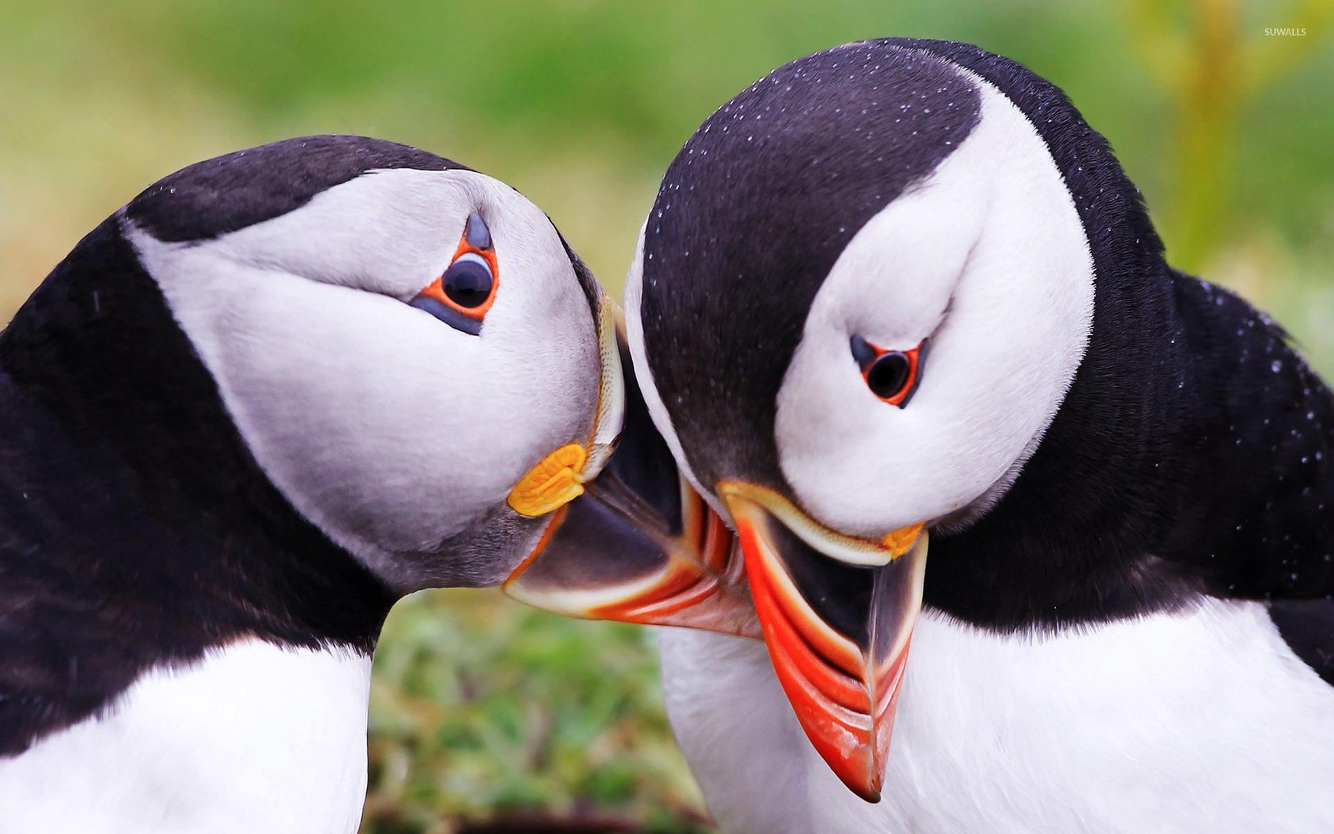 Puffin Wallpapers - Top Free Puffin Backgrounds - WallpaperAccess