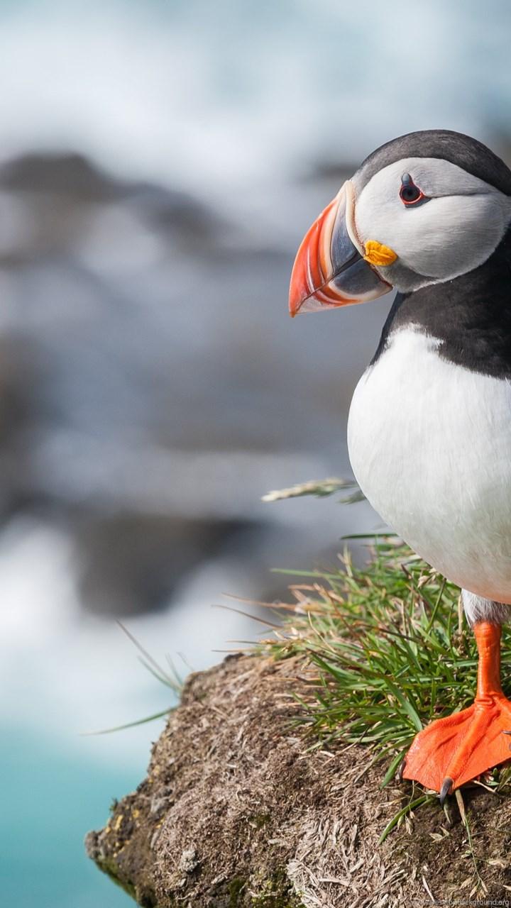Puffin Wallpapers - Top Free Puffin Backgrounds - WallpaperAccess
