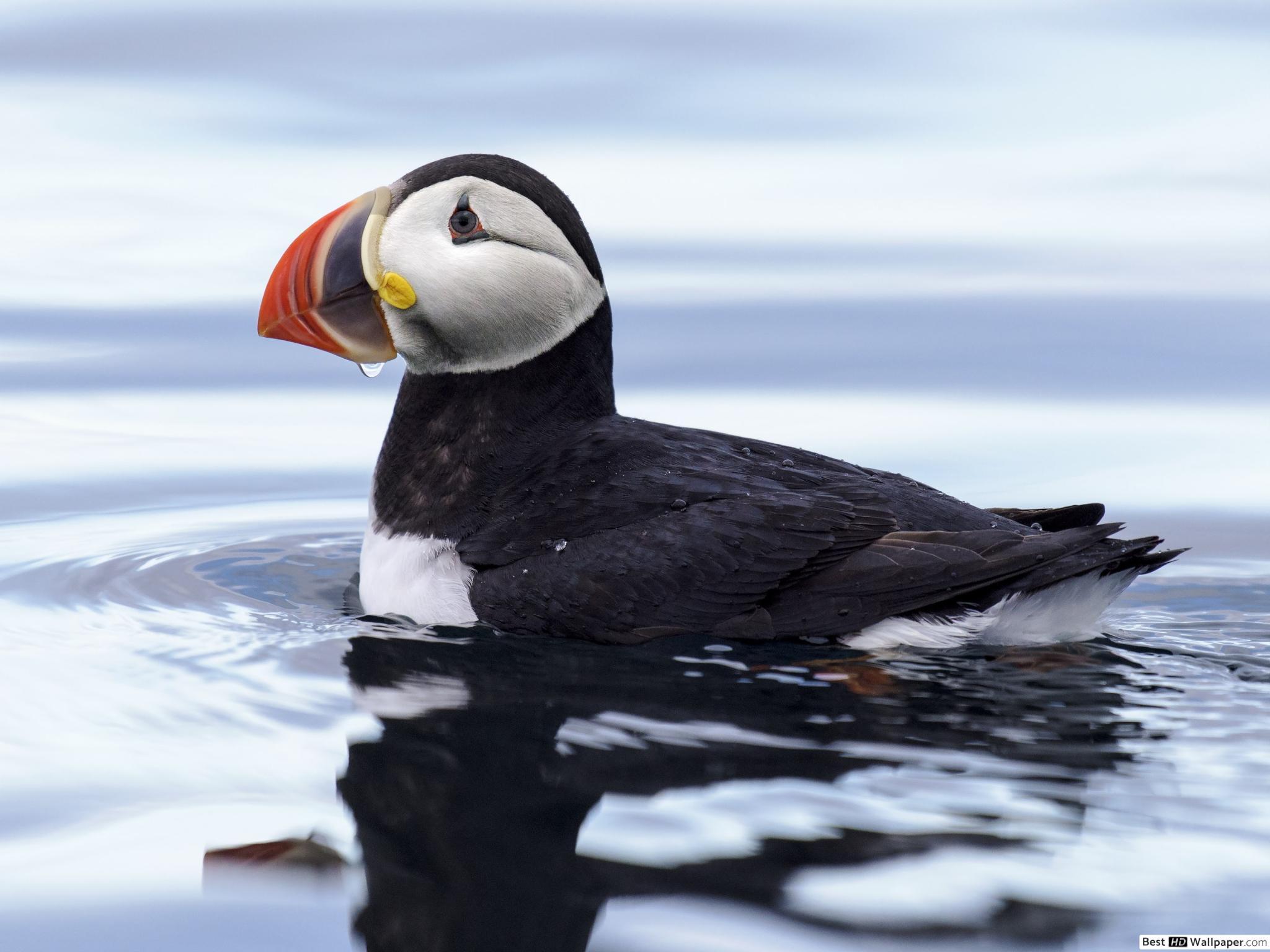Puffin Wallpapers - Top Free Puffin Backgrounds - WallpaperAccess