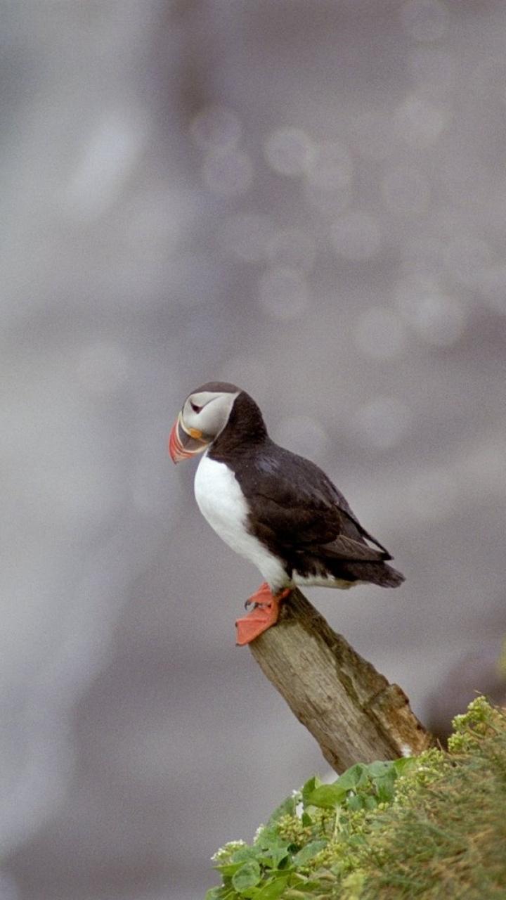 Puffin Wallpapers - Top Free Puffin Backgrounds - WallpaperAccess