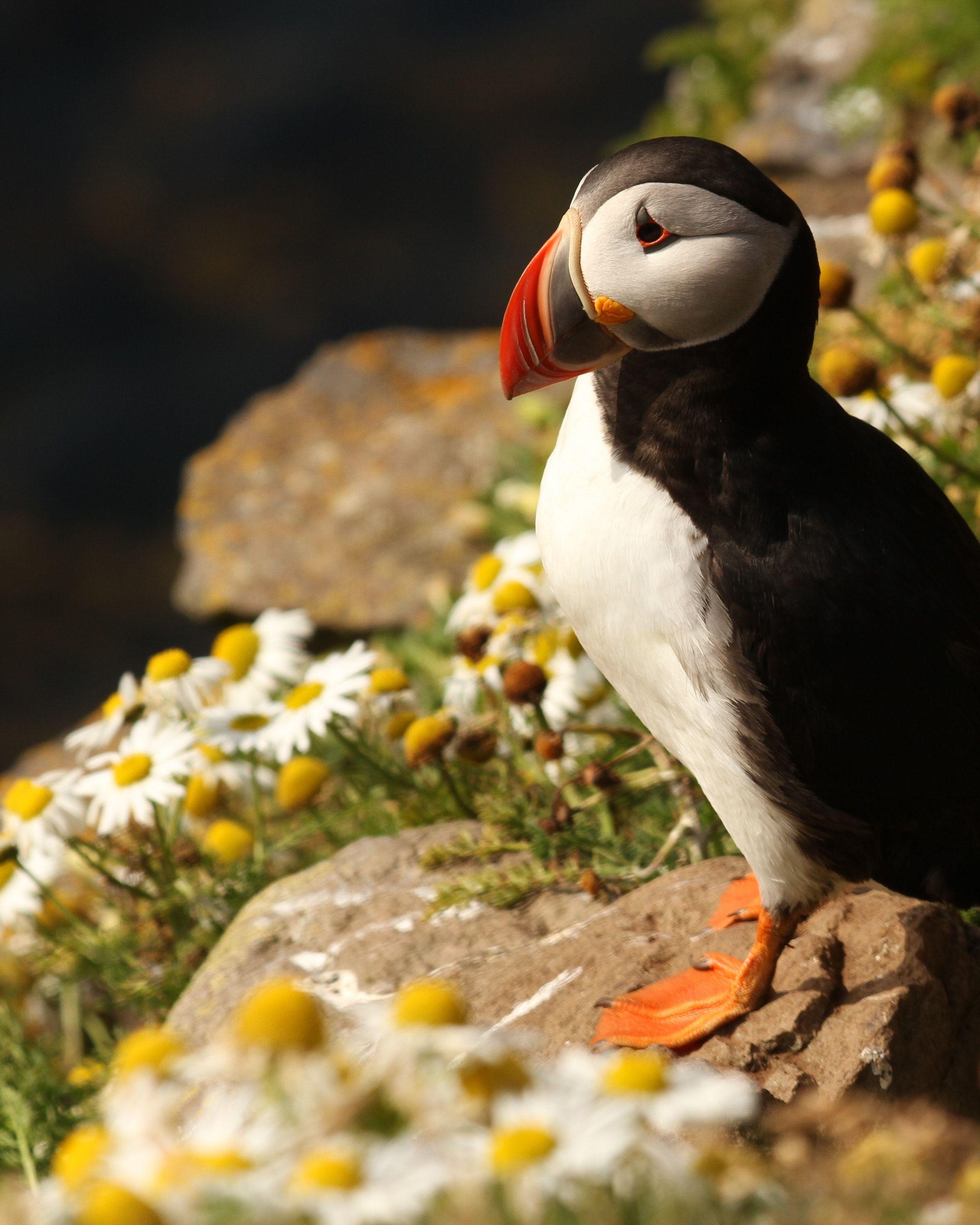 Puffin Wallpapers - Top Free Puffin Backgrounds - WallpaperAccess