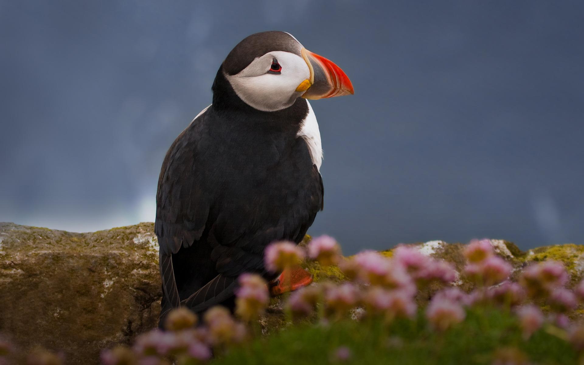Puffin Wallpapers - Top Free Puffin Backgrounds - WallpaperAccess