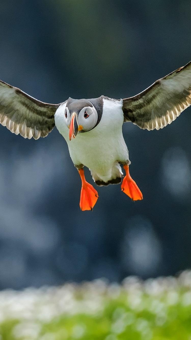 Puffin Wallpapers - Top Free Puffin Backgrounds - WallpaperAccess