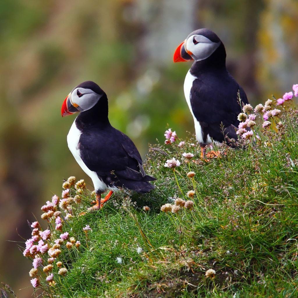 Puffin Wallpapers - Top Free Puffin Backgrounds - WallpaperAccess