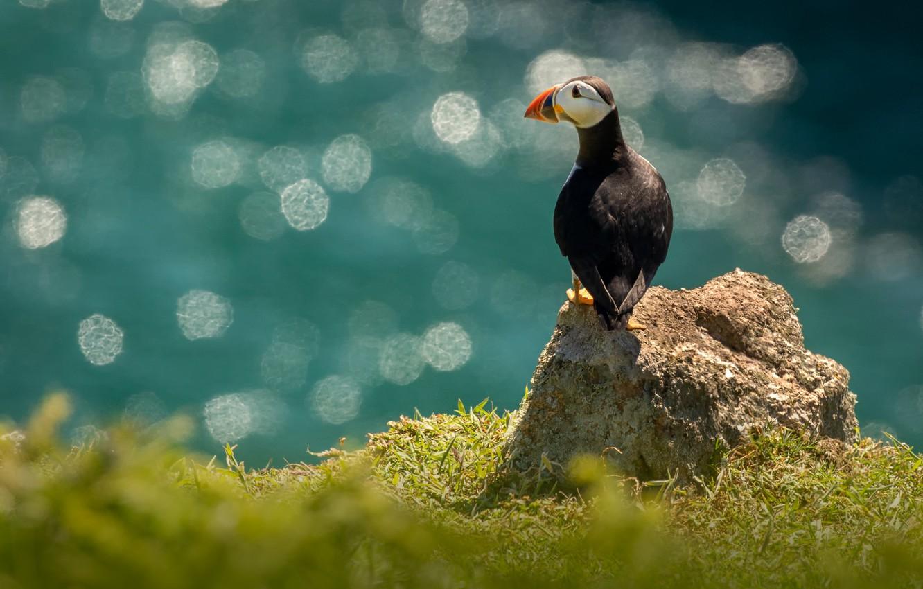 Puffin Wallpapers - Top Free Puffin Backgrounds - WallpaperAccess