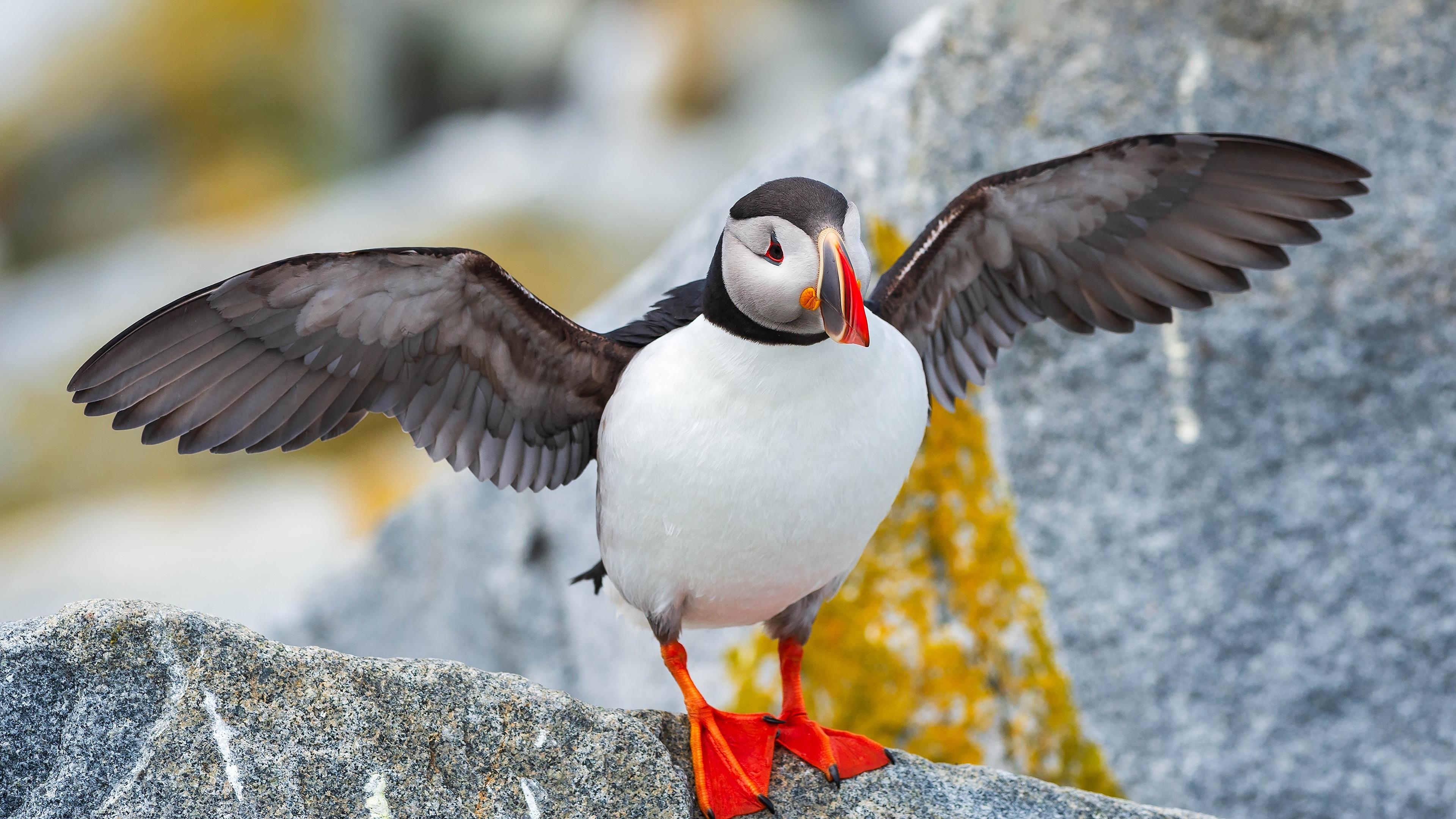 Puffin Wallpapers - Top Free Puffin Backgrounds - WallpaperAccess