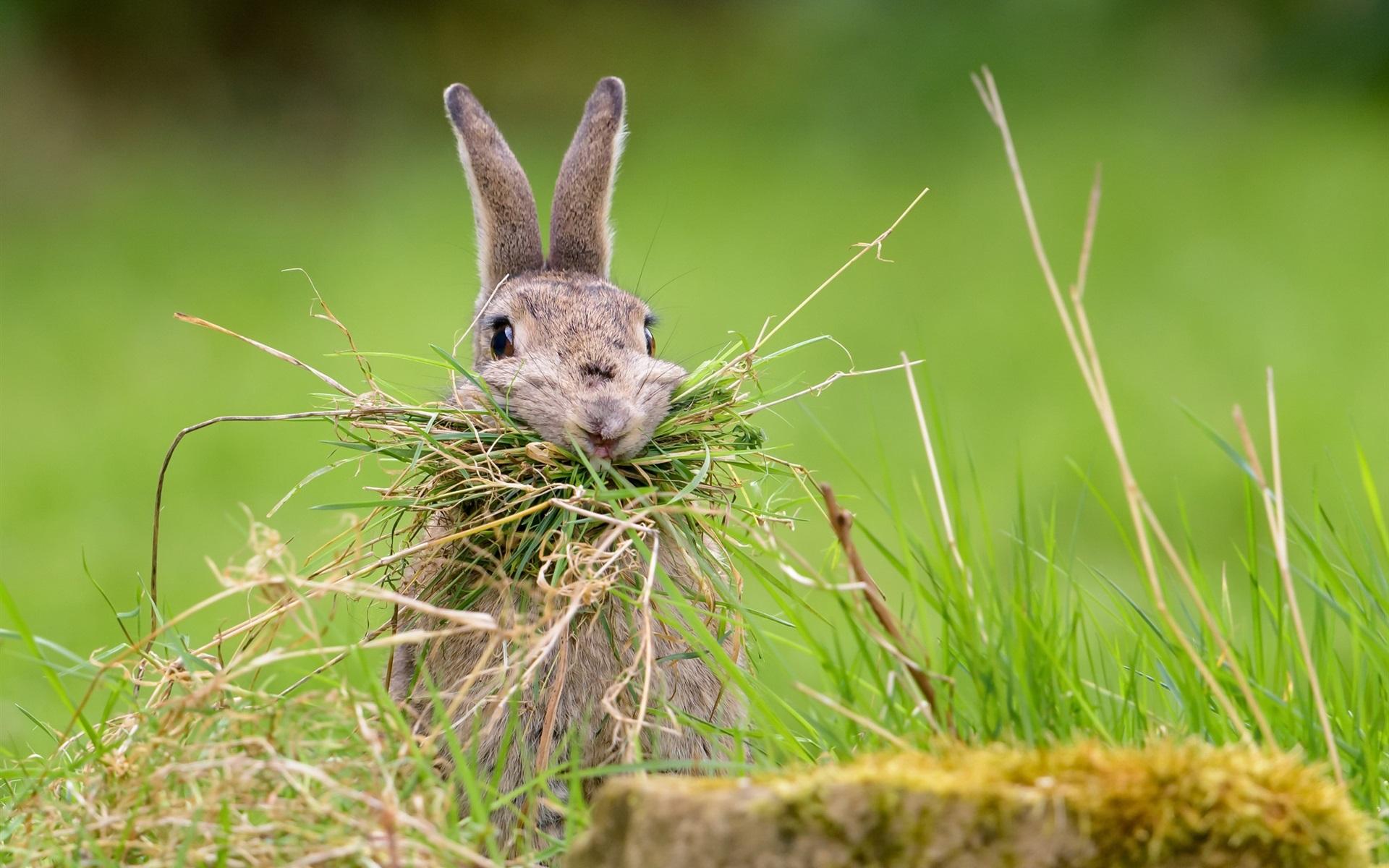 Wild Rabbit Wallpapers - Top Free Wild Rabbit Backgrounds - WallpaperAccess