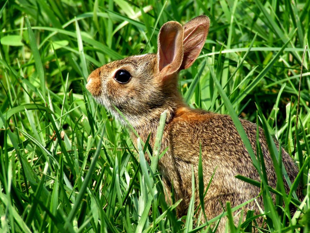 Wild Rabbit Wallpapers - Top Free Wild Rabbit Backgrounds - WallpaperAccess