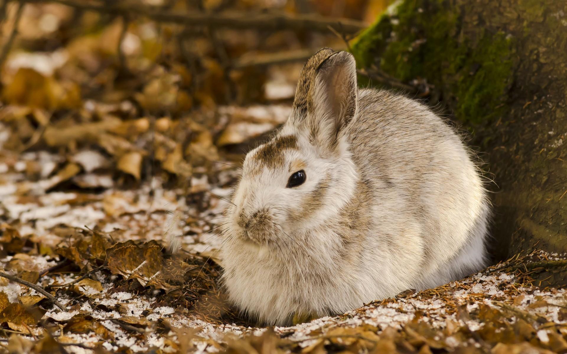 Wild Rabbit Wallpapers - Top Free Wild Rabbit Backgrounds - WallpaperAccess