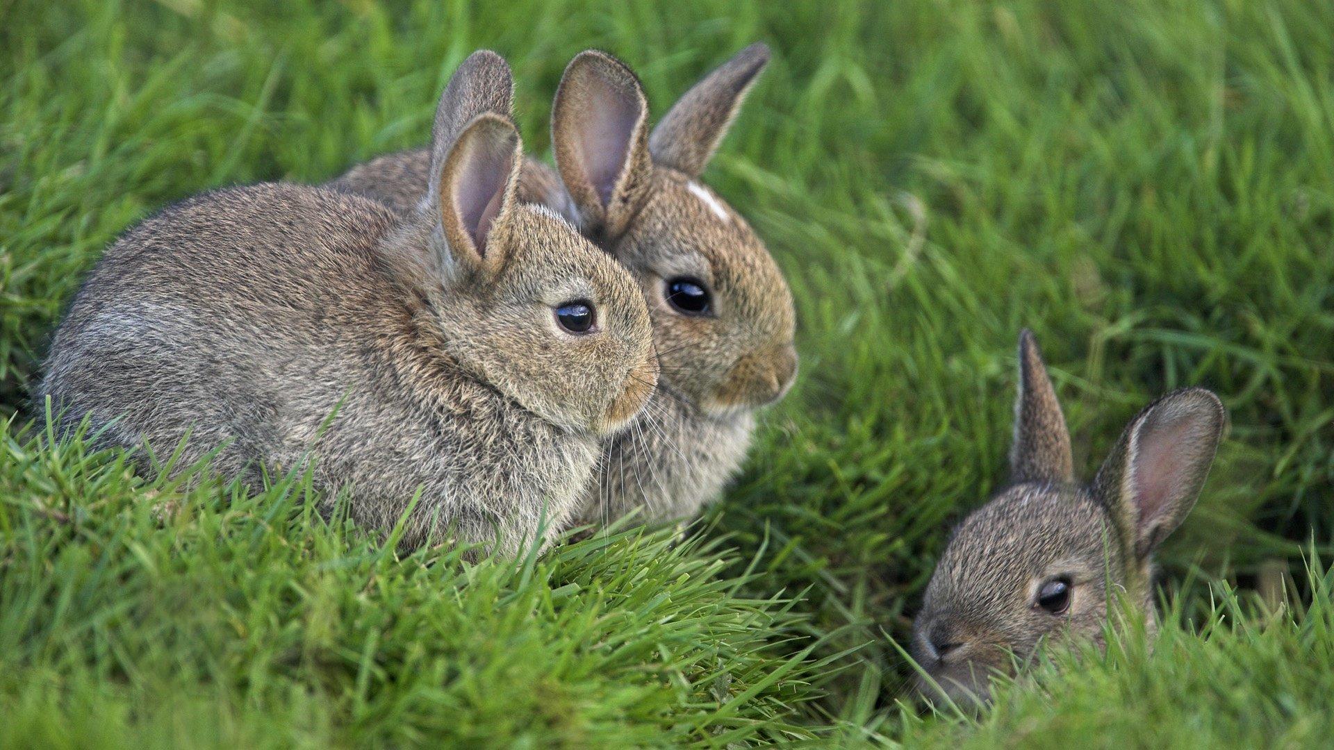 Wild Rabbit Wallpapers - Top Free Wild Rabbit Backgrounds - WallpaperAccess