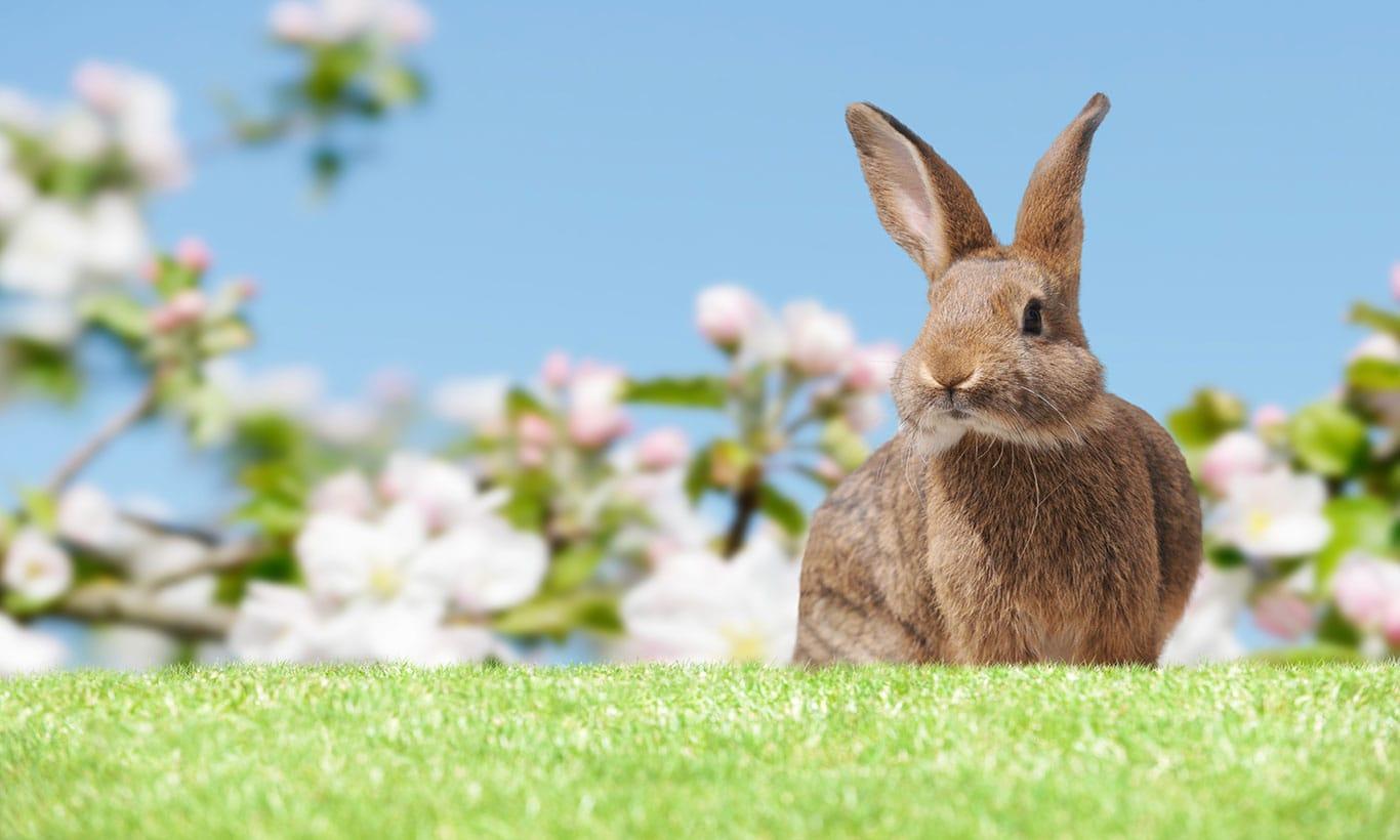 Wild Rabbit Wallpapers - Top Free Wild Rabbit Backgrounds - WallpaperAccess