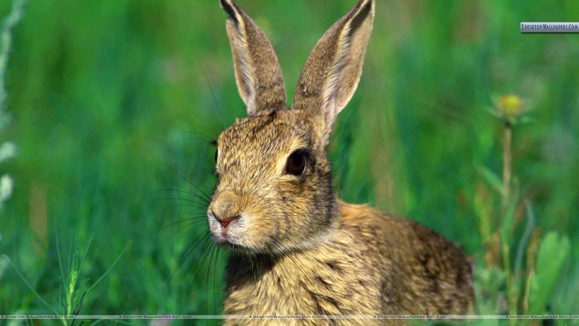 Wild Rabbit Wallpapers - Top Free Wild Rabbit Backgrounds - WallpaperAccess