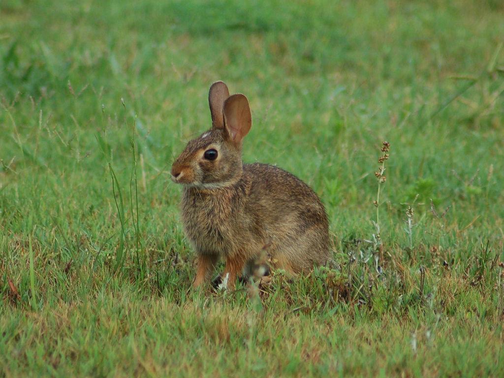 Wild Rabbit Wallpapers - Top Free Wild Rabbit Backgrounds - WallpaperAccess