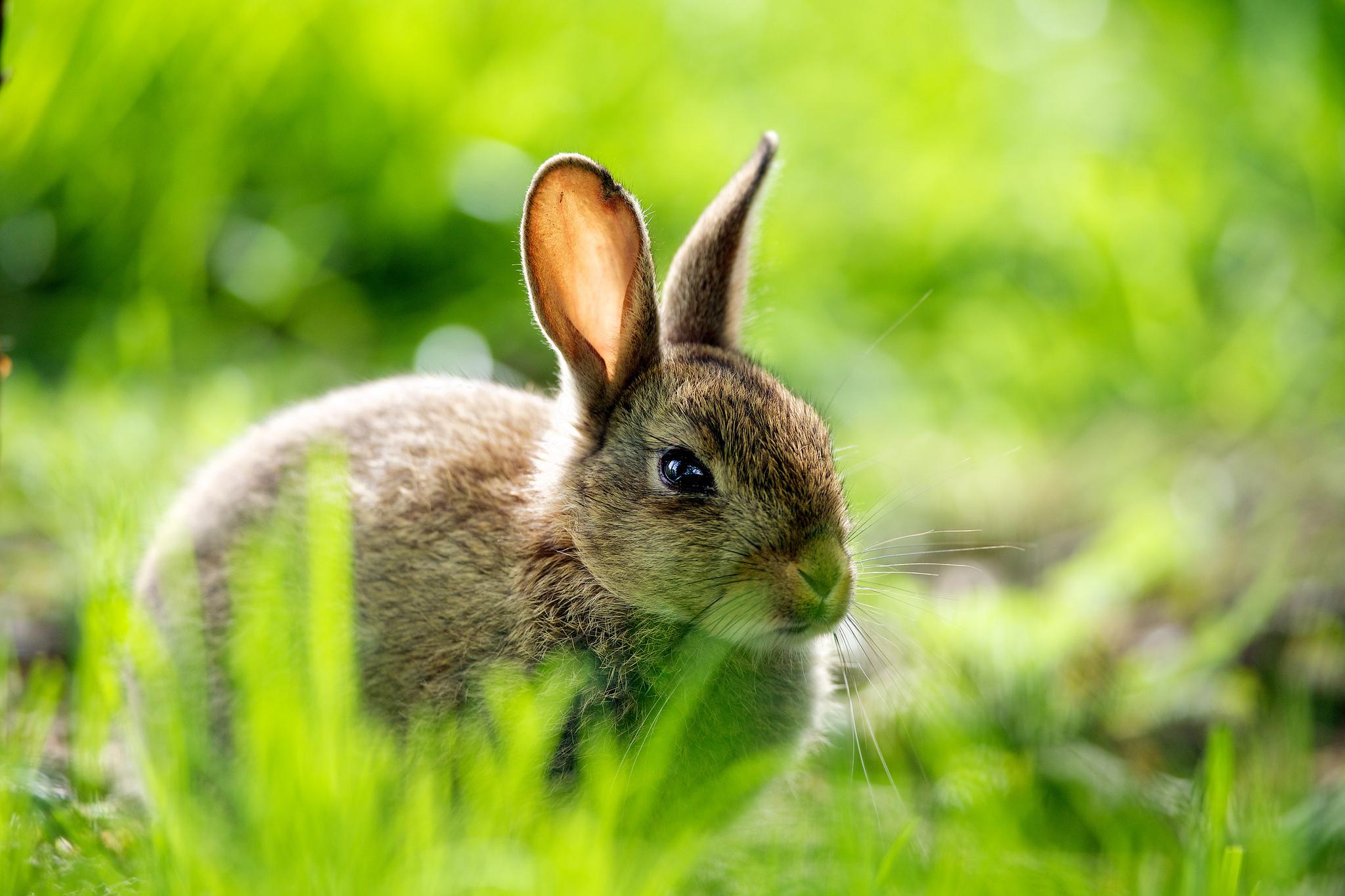 Wild Rabbit Wallpapers - Top Free Wild Rabbit Backgrounds - WallpaperAccess
