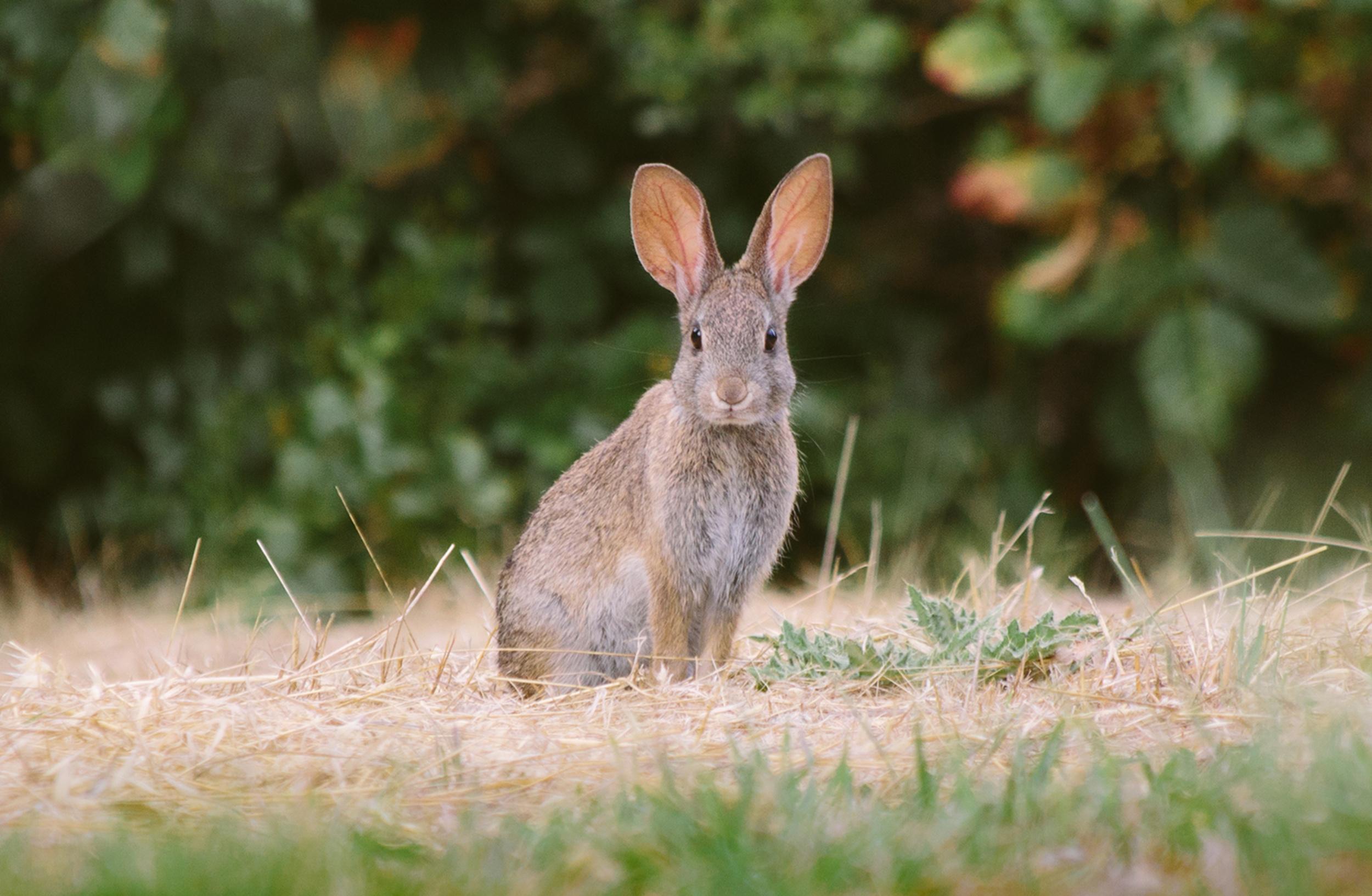 Wild Rabbit Wallpapers - Top Free Wild Rabbit Backgrounds - WallpaperAccess