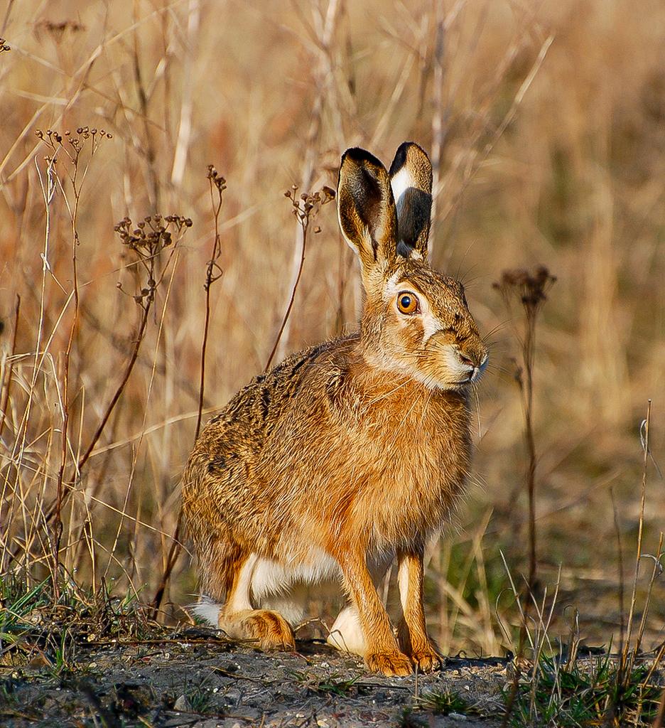 Wild Rabbit Wallpapers - Top Free Wild Rabbit Backgrounds - WallpaperAccess