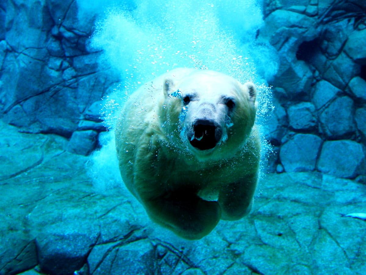 Blue Bear Wallpapers - Top Free Blue Bear Backgrounds - WallpaperAccess