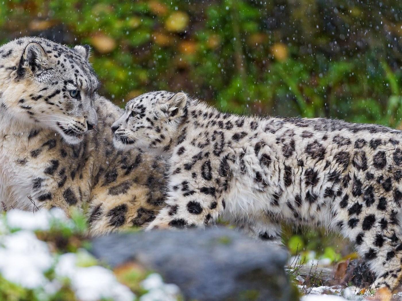 Winter Leopard Wallpapers - Top Free Winter Leopard Backgrounds ...