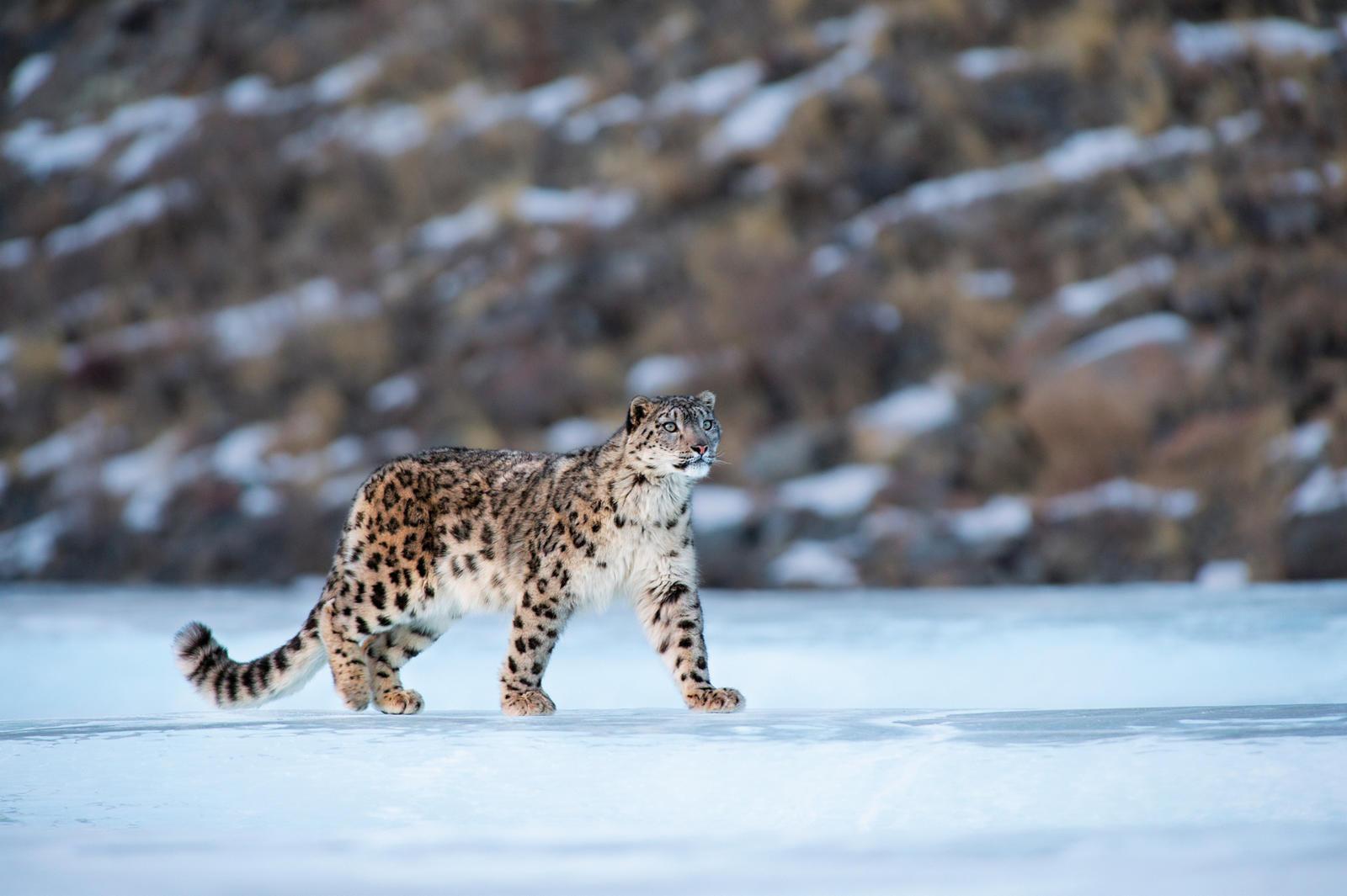 Winter Leopard Wallpapers - Top Free Winter Leopard Backgrounds ...