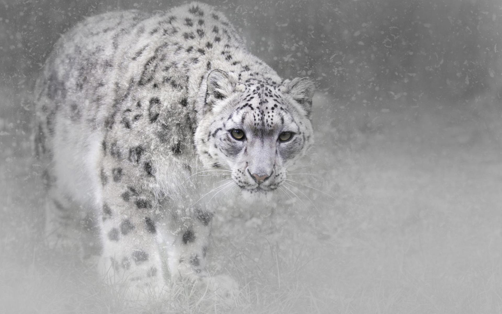 Winter Leopard Wallpapers - Top Free Winter Leopard Backgrounds ...