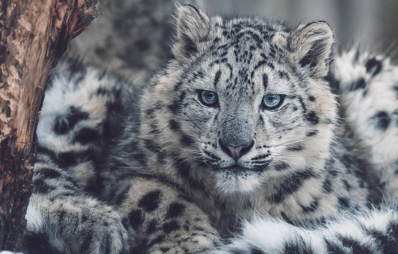 Winter Leopard Wallpapers - Top Free Winter Leopard Backgrounds ...