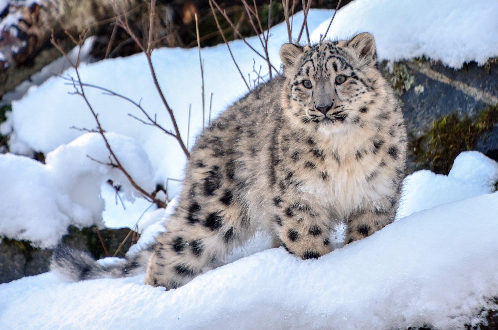 Winter Leopard Wallpapers - Top Free Winter Leopard Backgrounds ...