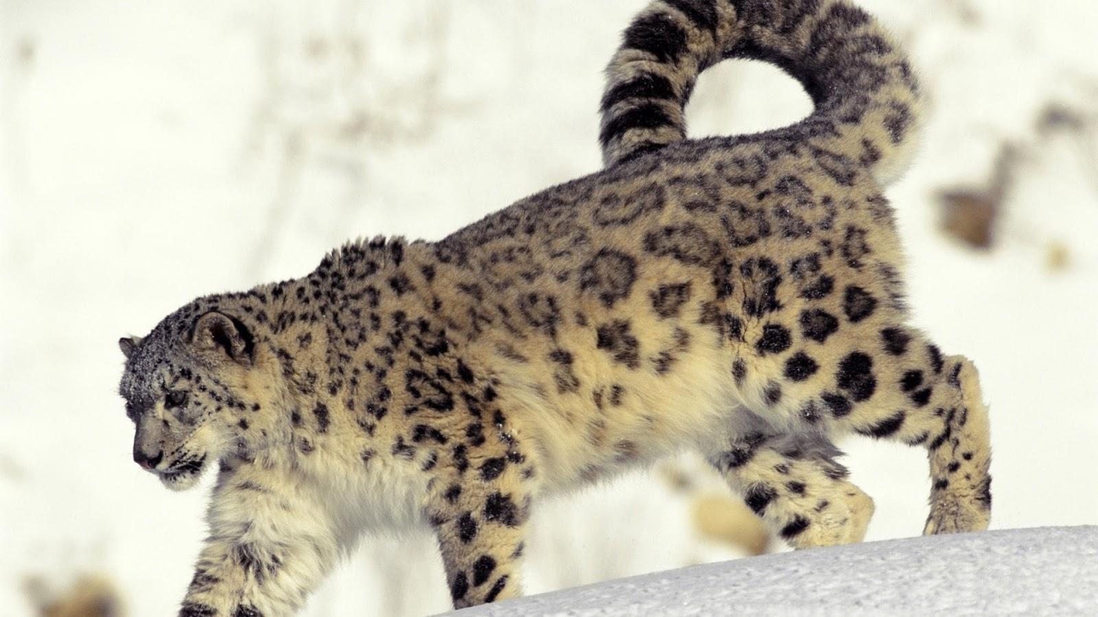 Winter Leopard Wallpapers - Top Free Winter Leopard Backgrounds ...