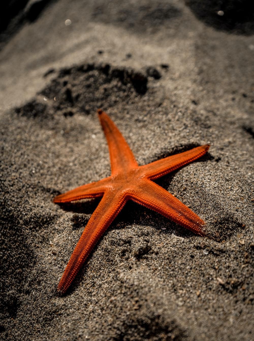 Sea Star Wallpapers - Top Free Sea Star Backgrounds - WallpaperAccess