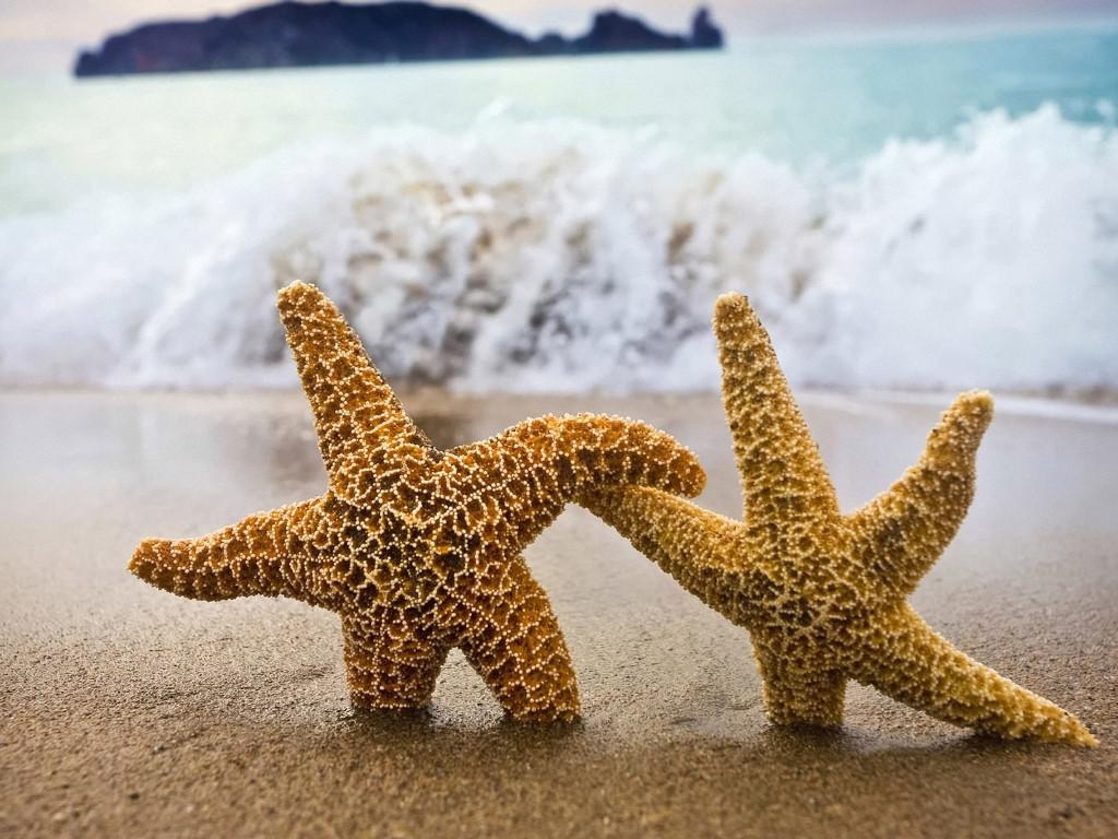 Sea Star Wallpapers - Top Free Sea Star Backgrounds - WallpaperAccess