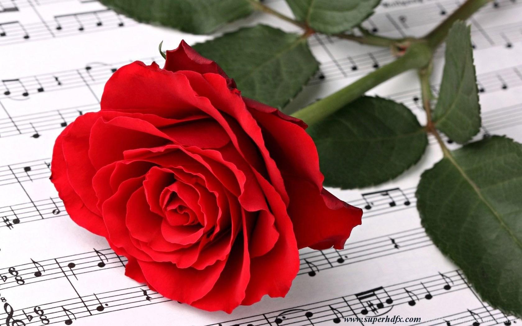 Single Red Rose Wallpapers - Top Free Single Red Rose Backgrounds ...