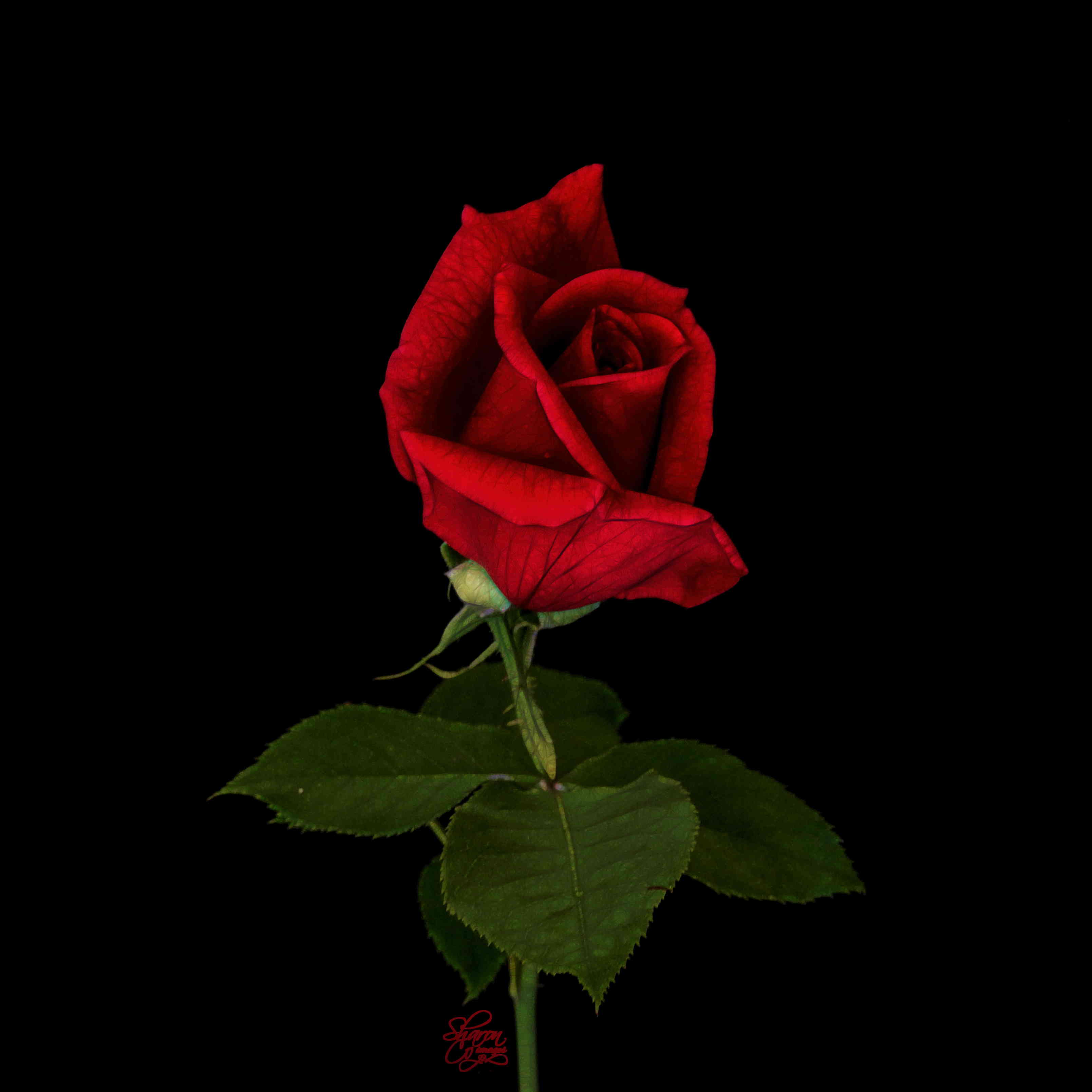 Single Red Rose Wallpapers - Top Free Single Red Rose Backgrounds ...