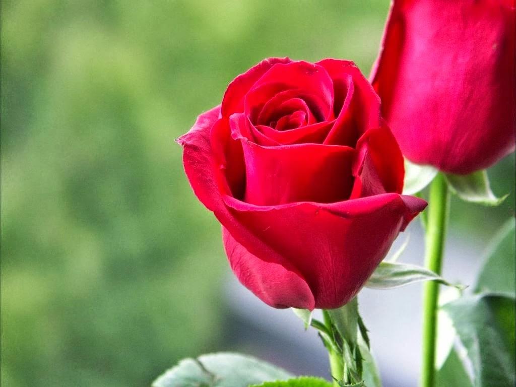 Single Red Rose Wallpapers - Top Free Single Red Rose Backgrounds ...