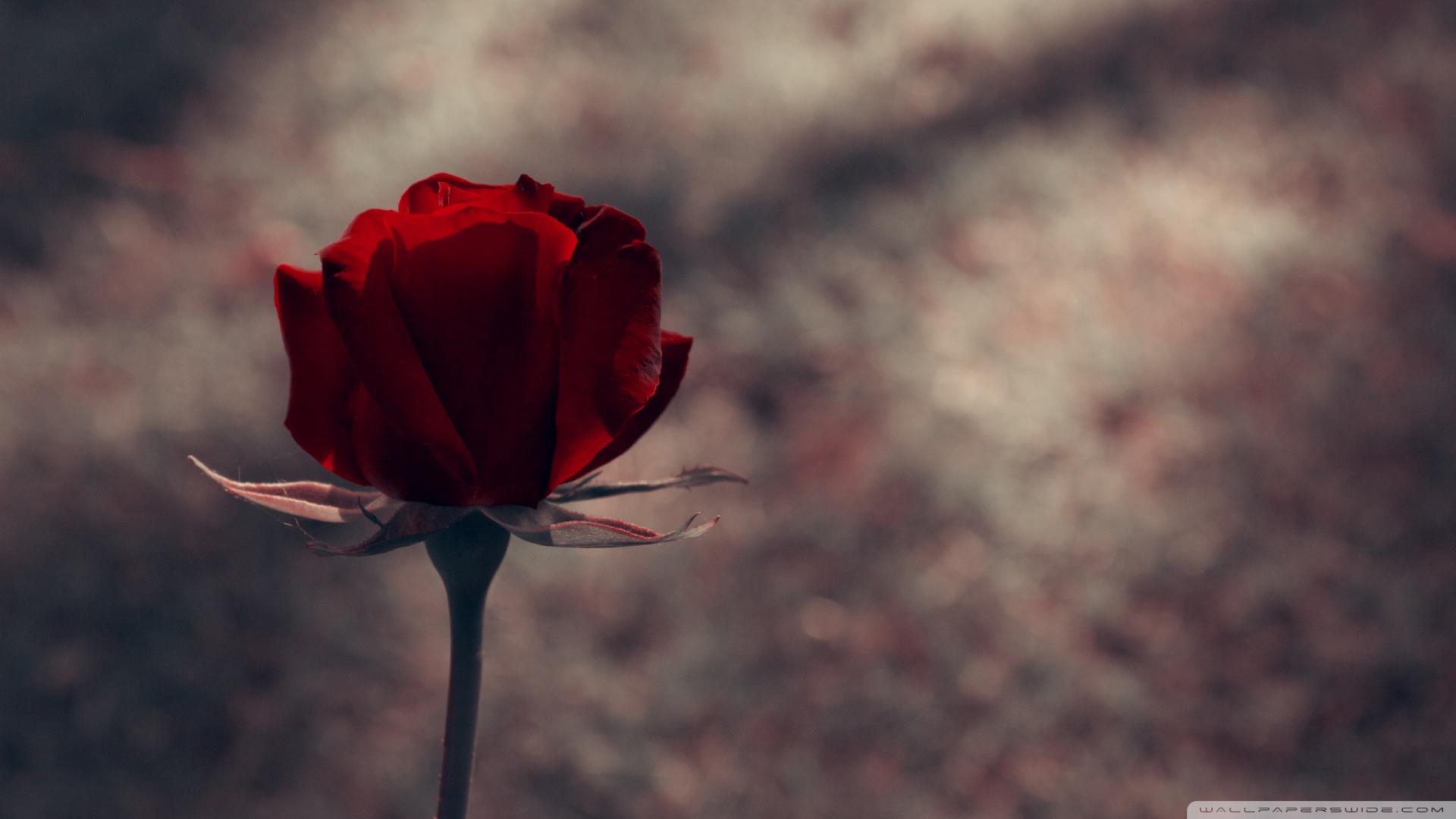 Single Red Rose Wallpapers - Top Free Single Red Rose Backgrounds ...