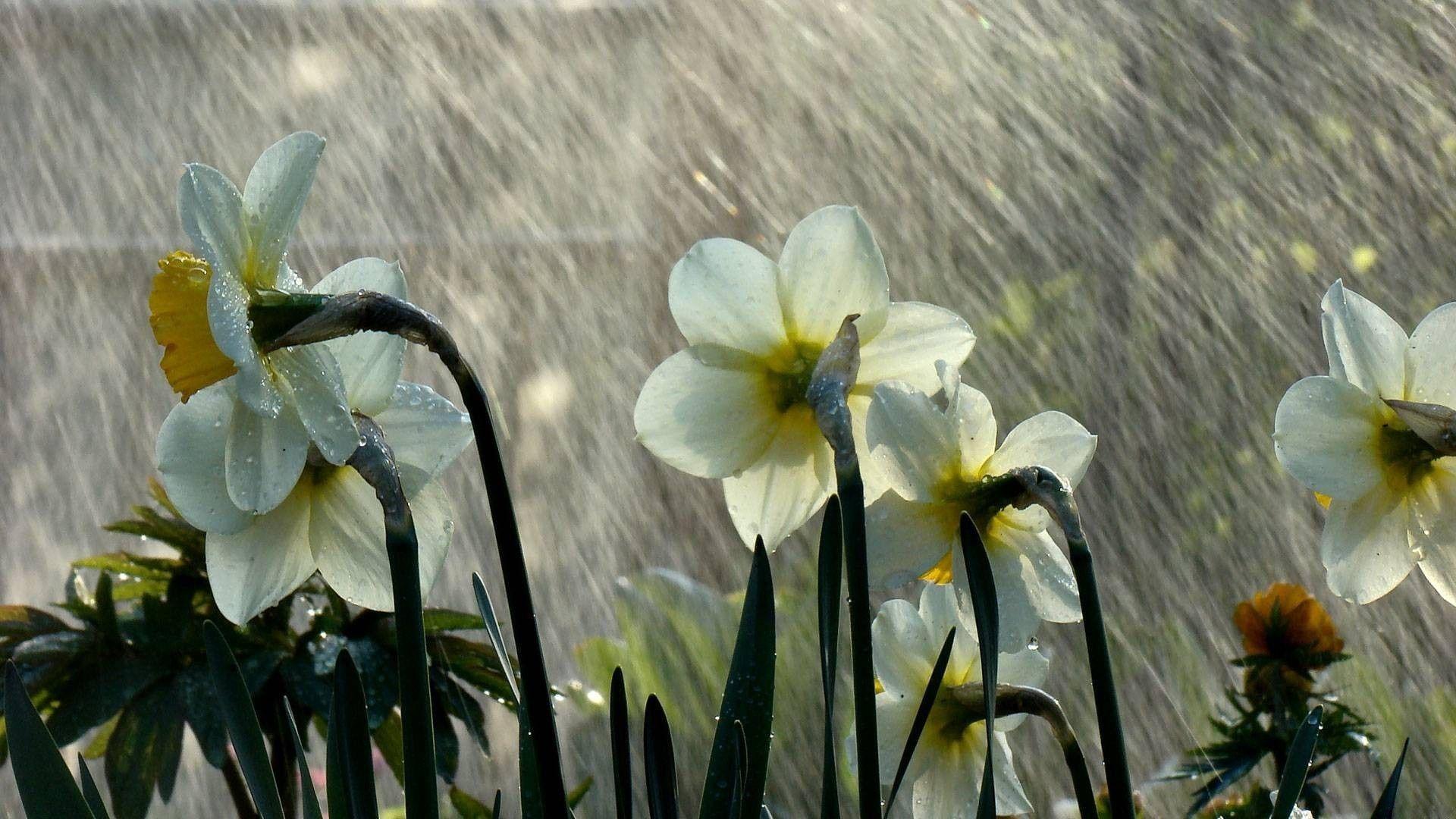 Beautiful Rain Wallpapers - Top Free Beautiful Rain Backgrounds ...