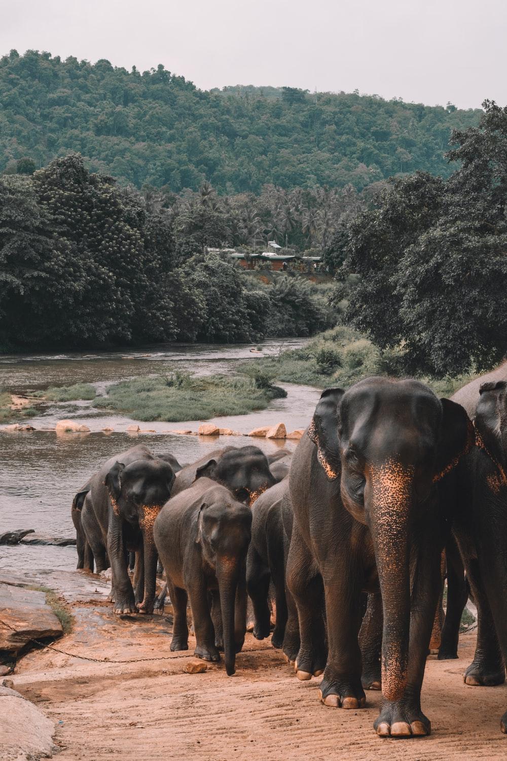 Asian Elephant Wallpapers - Top Free Asian Elephant Backgrounds ...
