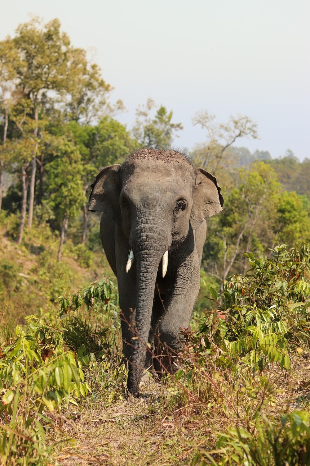 Asian Elephant Wallpapers - Top Free Asian Elephant Backgrounds ...