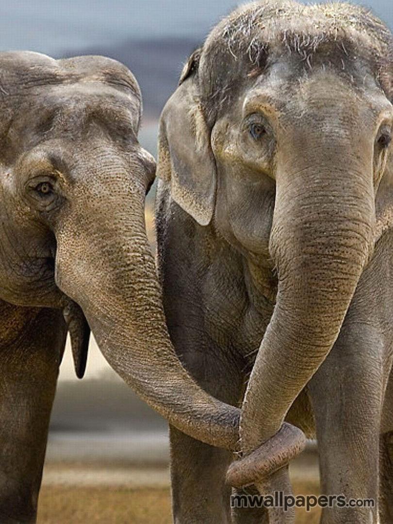 Asian Elephant Wallpapers - Top Free Asian Elephant Backgrounds ...