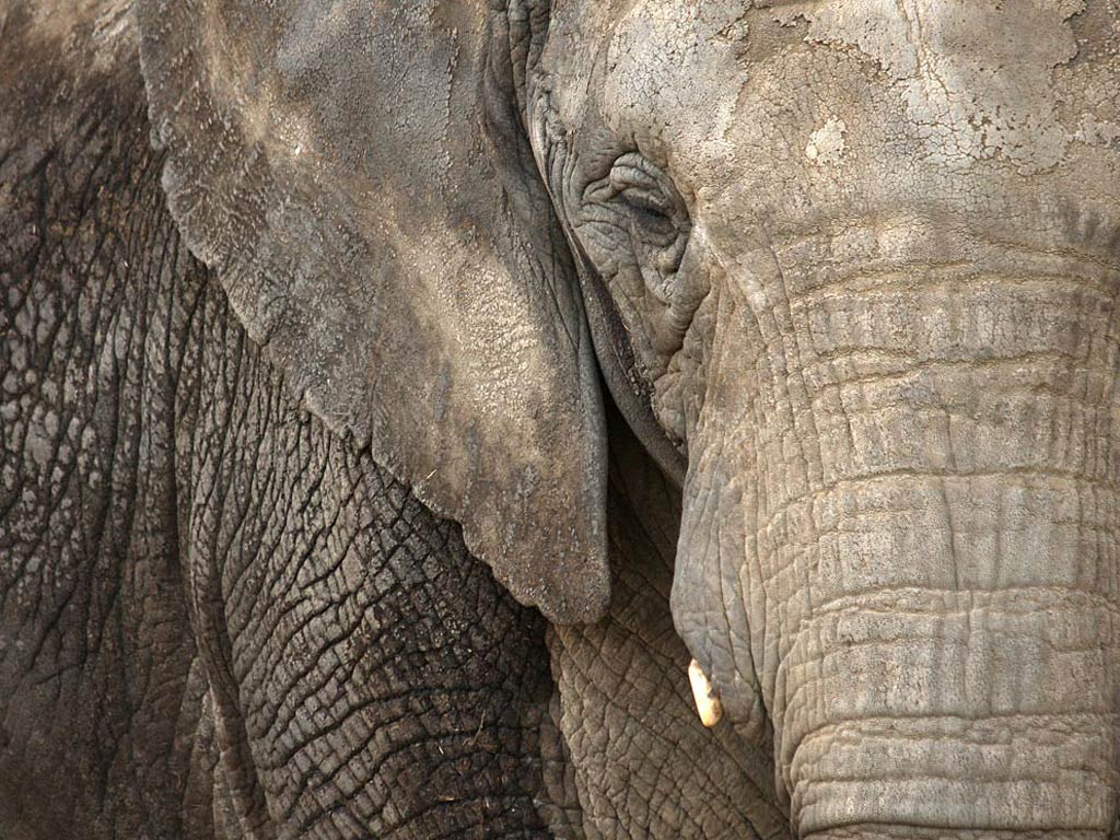 Asian Elephant Wallpapers - Top Free Asian Elephant Backgrounds ...